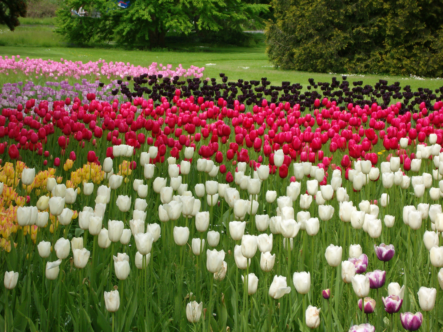 Tulpenfeld Foto & Bild | frühling, natur, landschaft Bilder auf ...