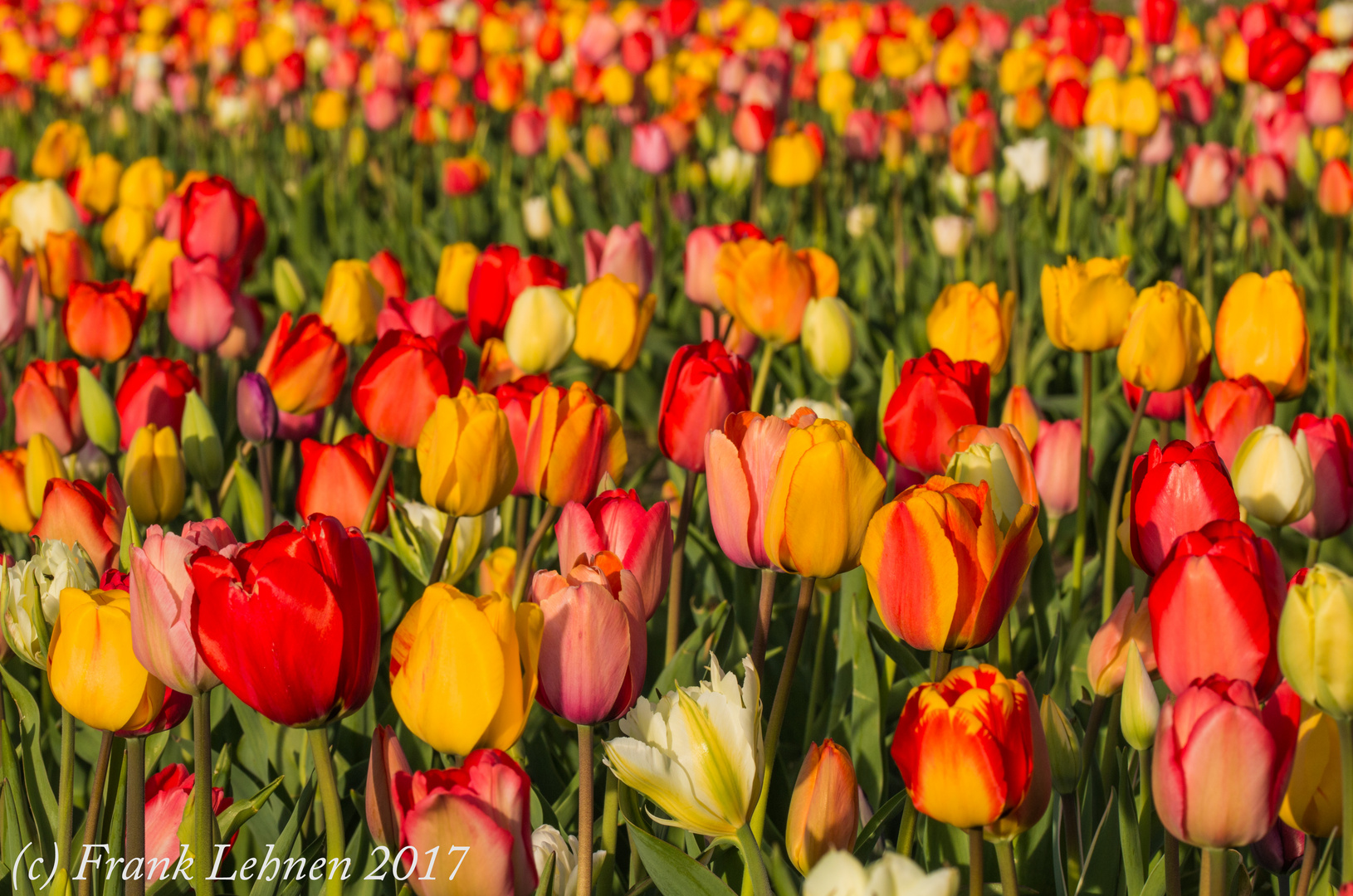 Tulpenfeld Foto & Bild | pflanzen, pilze & flechten, blüten- & kleinpflanzen, tulpen Bilder auf ...