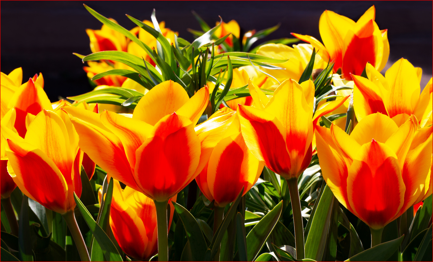 Tulpenfeld Foto & Bild | deutschland, europe, abstraktes Bilder auf ...