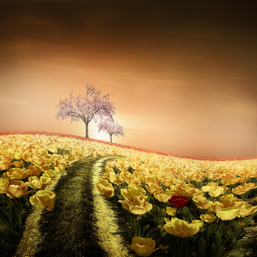 Tulpenfeld Foto & Bild | baum, tulpen, composing Bilder auf fotocommunity