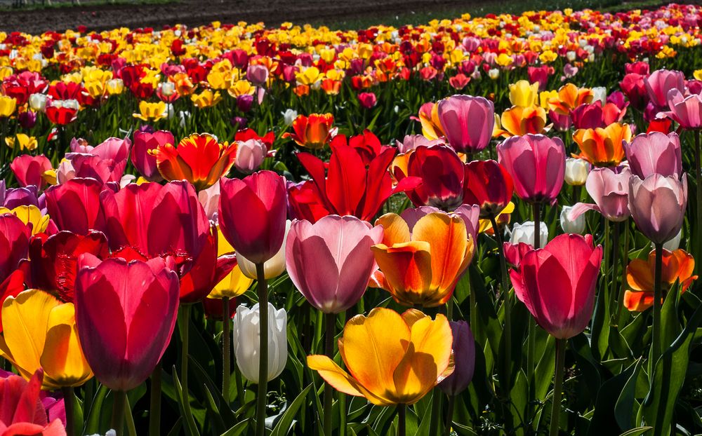 Tulpenfeld Foto & Bild | tulpen, frühling, blumen Bilder auf fotocommunity