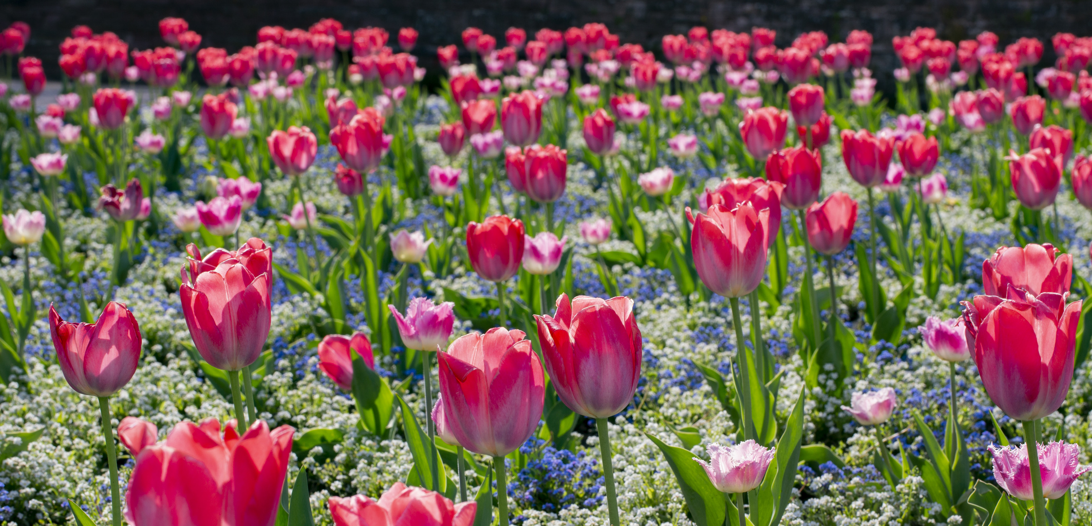 Tulpenfeld Foto & Bild | deutschland, europe, abstraktes Bilder auf ...