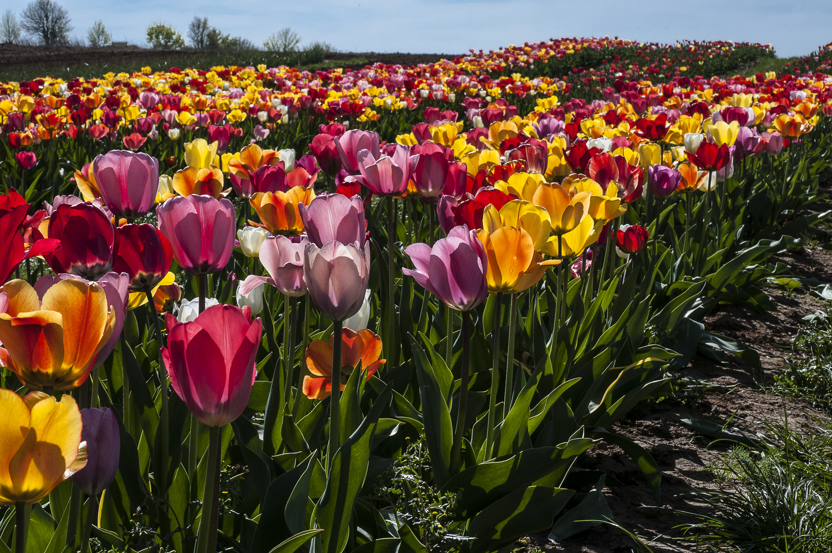 Tulpenfeld Foto & Bild | pflanzen, pilze & flechten, blüten ...