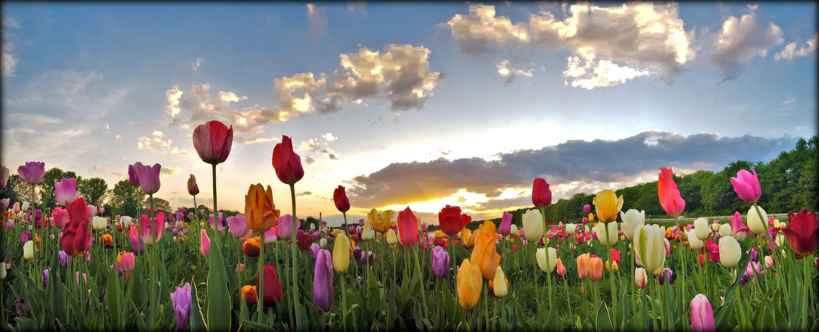 Tulpenfeld Foto & Bild | natur, landschaft, pflanzen Bilder auf ...