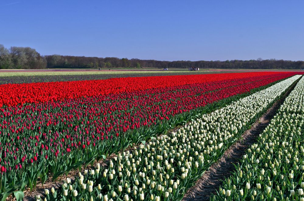 Tulpenfeld Foto & Bild | tulpen, niederlande, holland Bilder auf fotocommunity