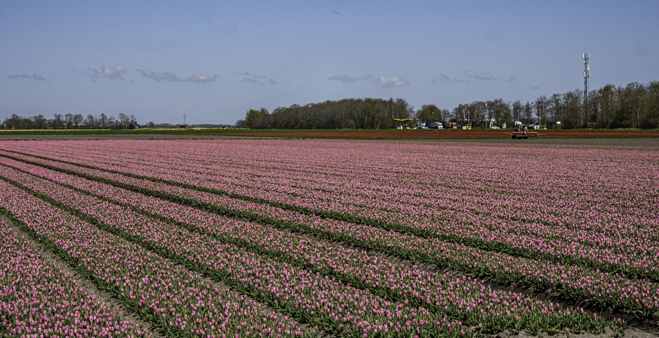Tulpenfeld in Flevoland Foto & Bild | europe, benelux, pflanzen, pilze & flechten Bilder auf ...
