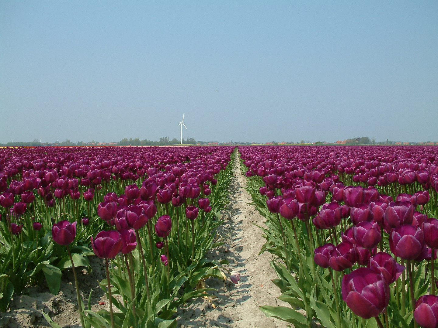 Tulpenfeld in Ostfriesland Foto & Bild | jahreszeiten, frühling, natur Bilder auf fotocommunity