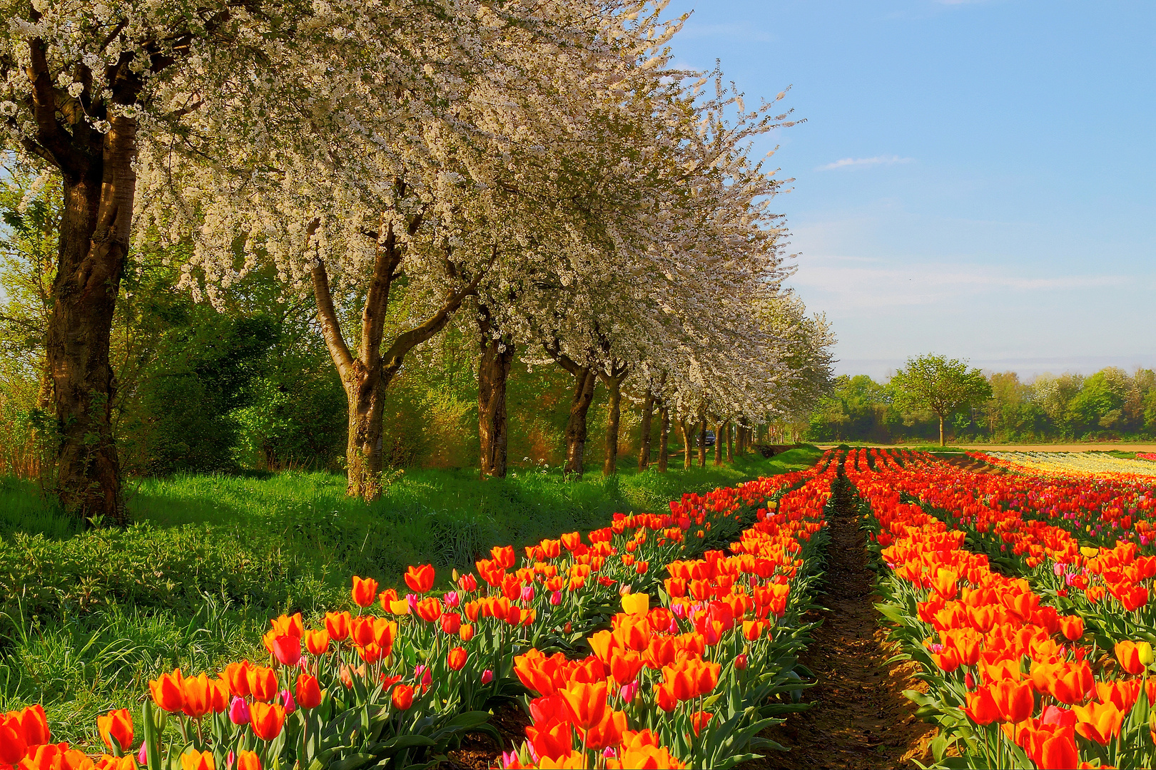 Tulpenfelder Foto & Bild | landschaft, Äcker, felder & wiesen, garten ...