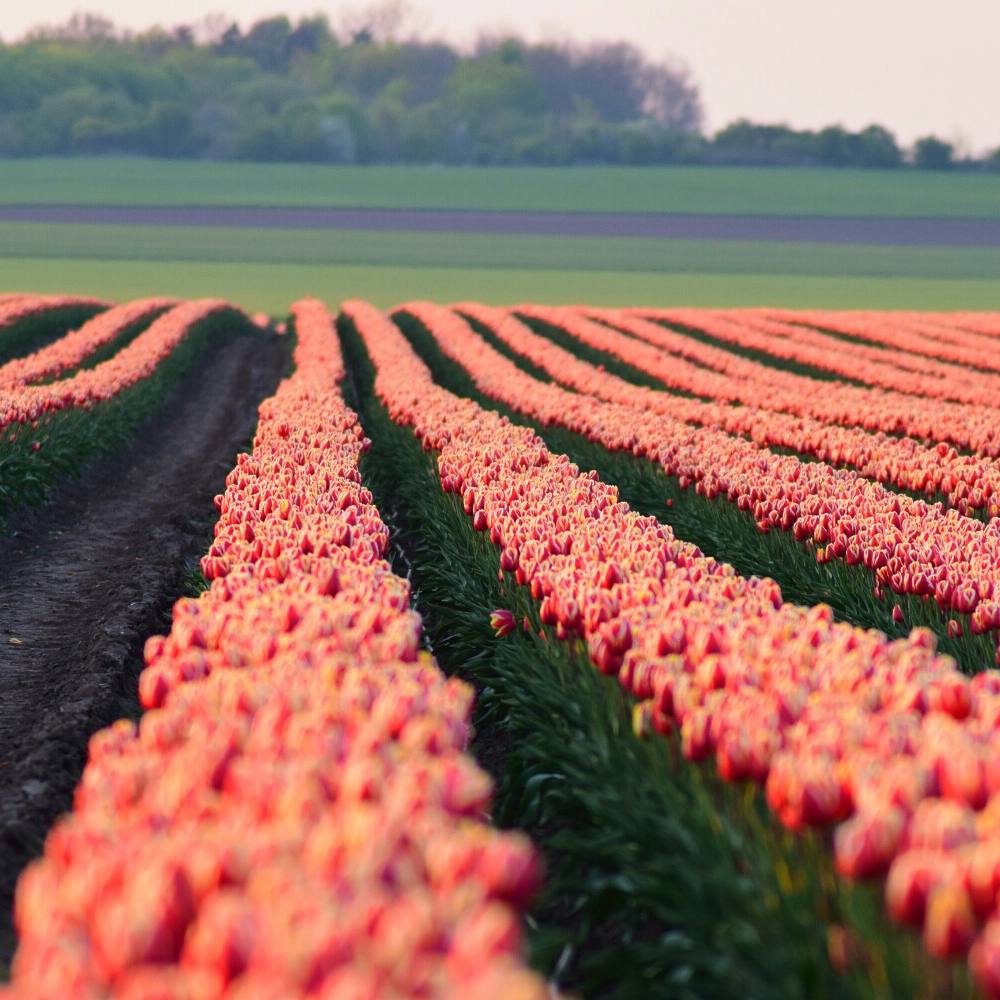 Tulpenfelder in Schwaneberg Foto & Bild | pflanzen, pilze & flechten ...