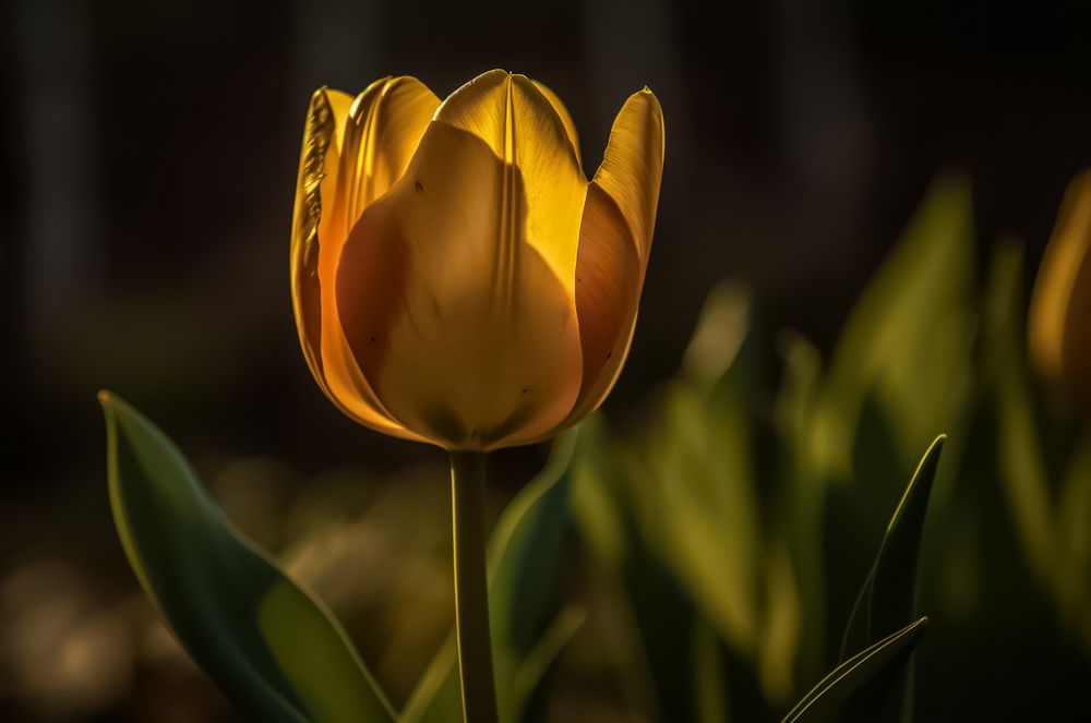 Tulpenglühen Foto & Bild | spezial, makro, tulpen Bilder auf fotocommunity
