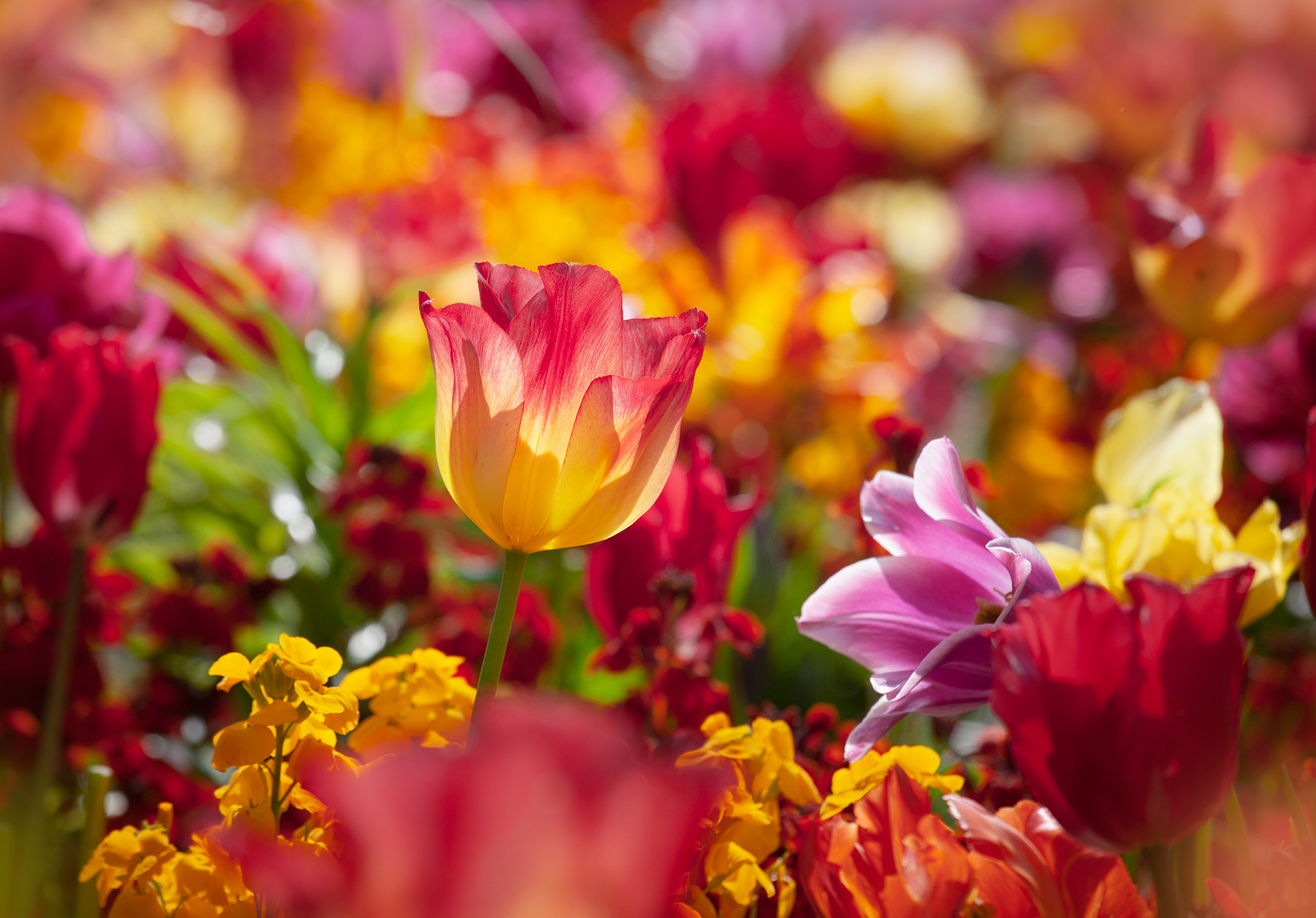 Tulpenliebe* Foto & Bild | jahreszeiten, frühling, tulpen Bilder auf fotocommunity