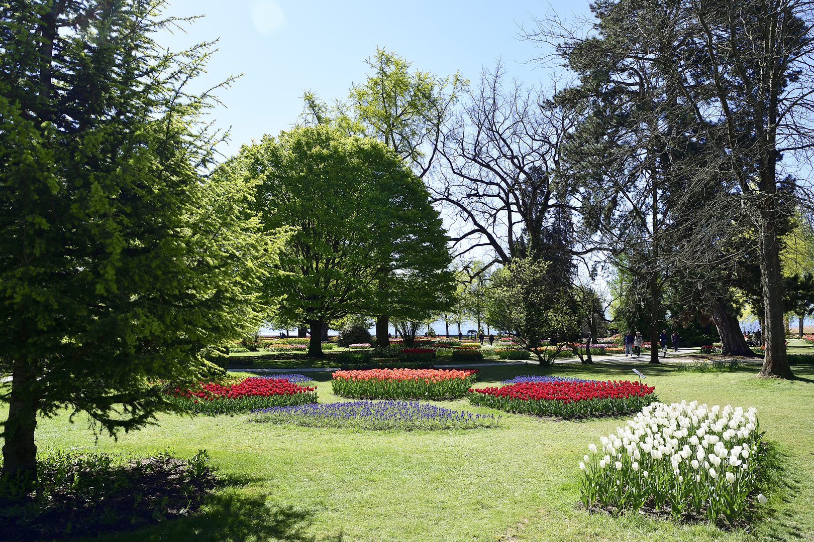 Tulpenschau in Morges Kanton VD Foto & Bild | tulpen, natur, landschaft ...