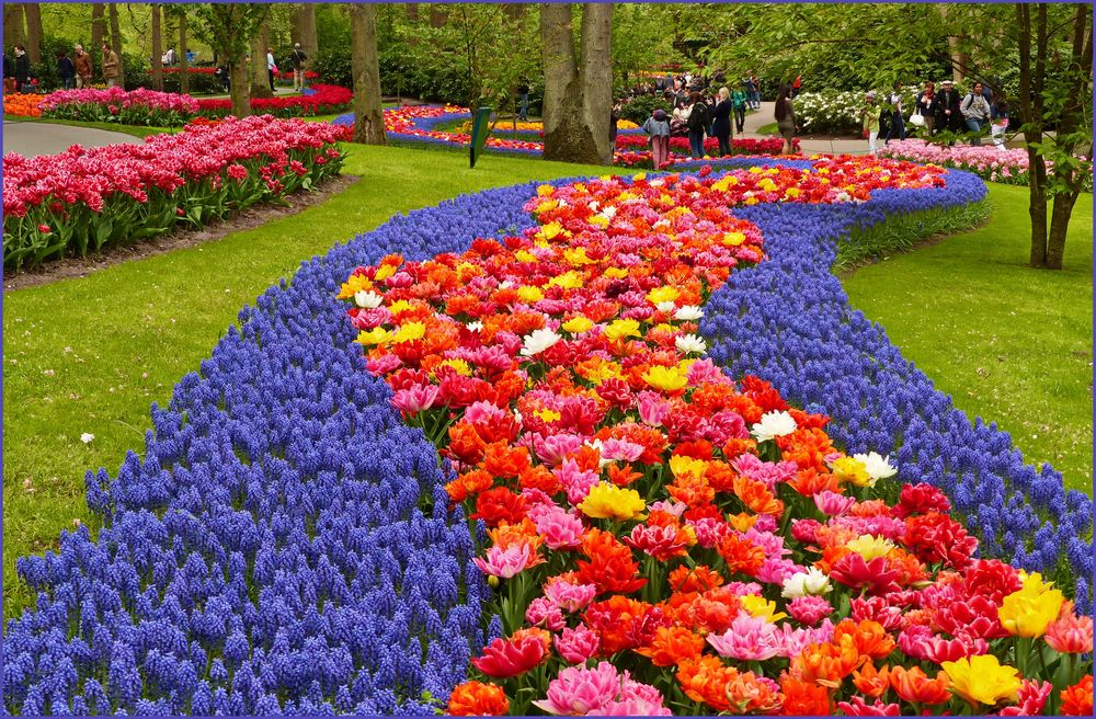 TulpenSchlange Foto & Bild | europe, benelux, pflanzen, pilze & flechten Bilder auf fotocommunity