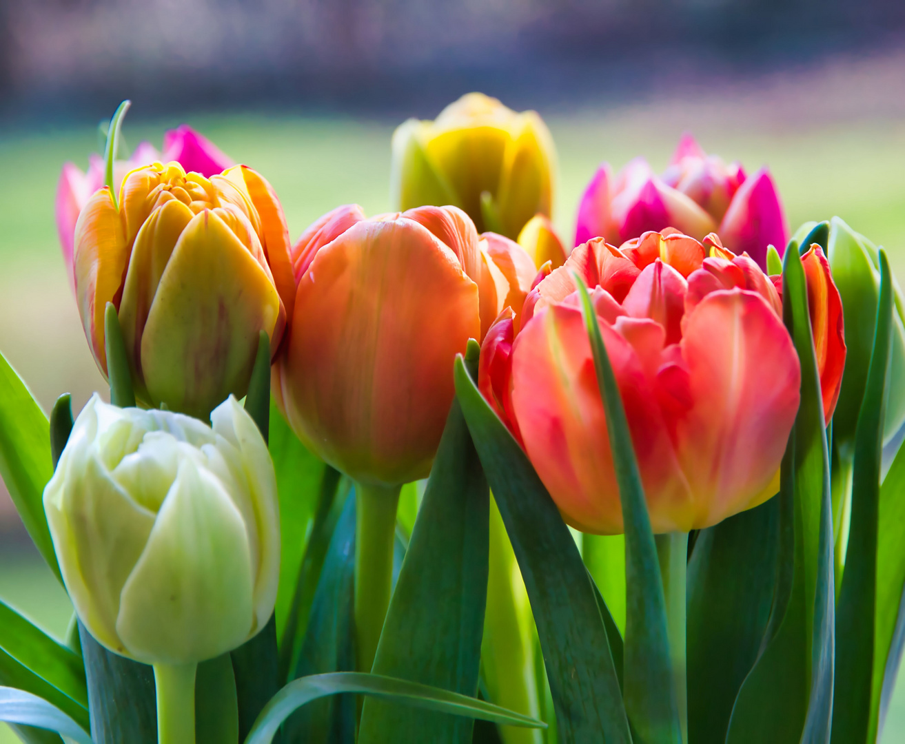 Tulpenstrauß Foto & Bild | pflanzen, pilze & flechten, blüten- & kleinpflanzen, tulpen Bilder ...