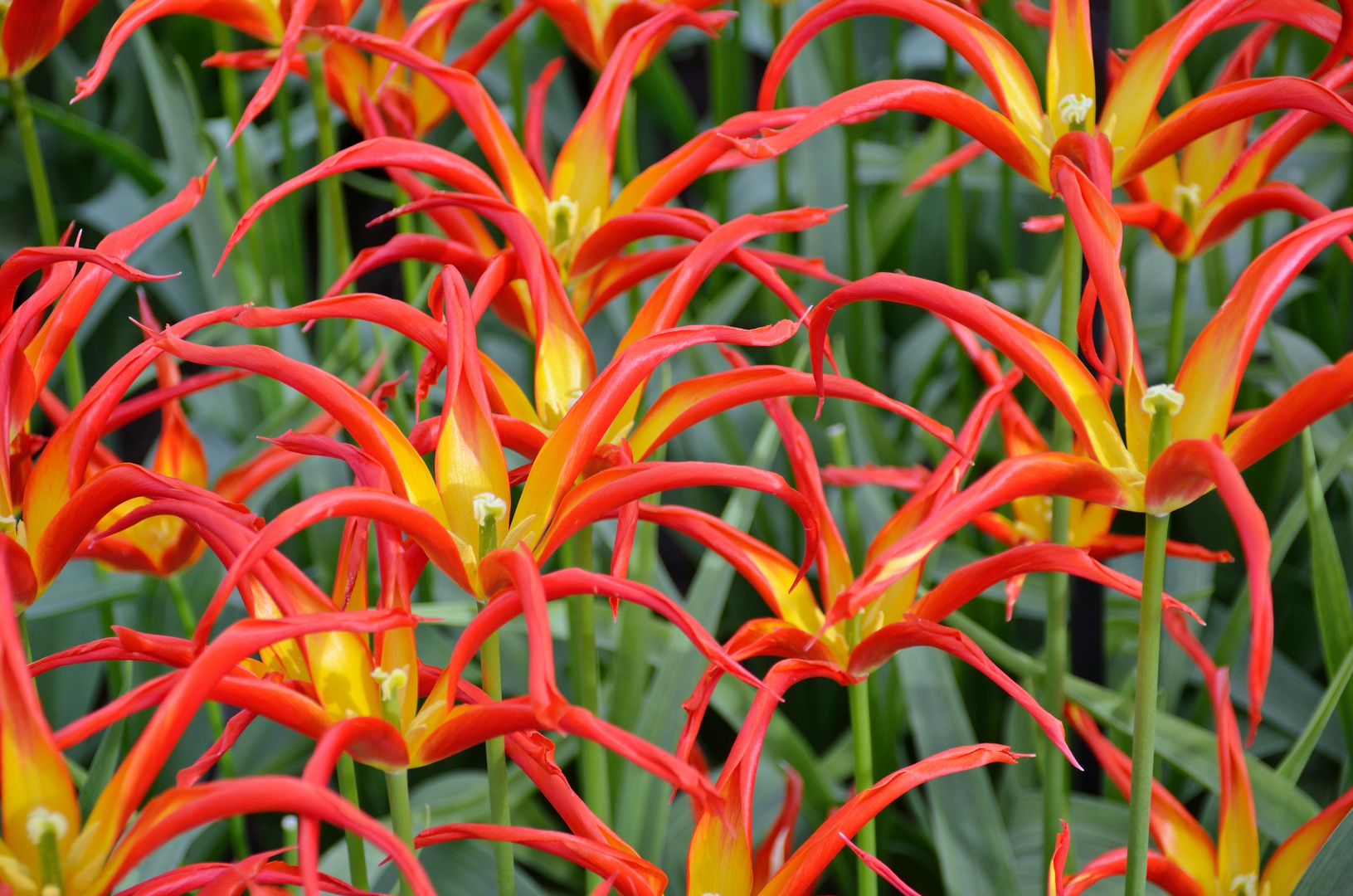 Tulpenvielfalt Foto & Bild | jahreszeiten, frühling, natur Bilder auf fotocommunity