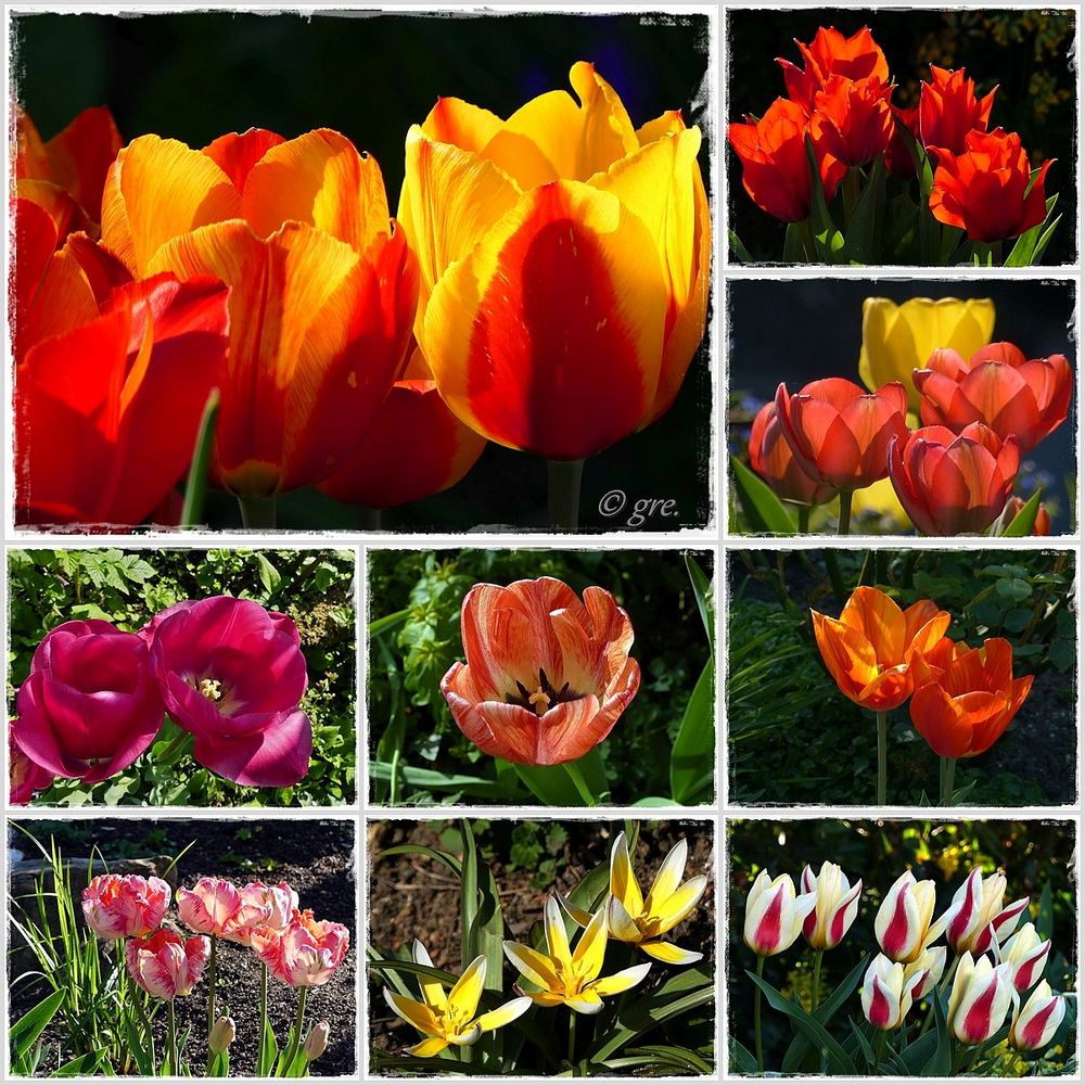 Tulpenvielfalt Foto & Bild | sonne, tulpen, frühling Bilder auf fotocommunity