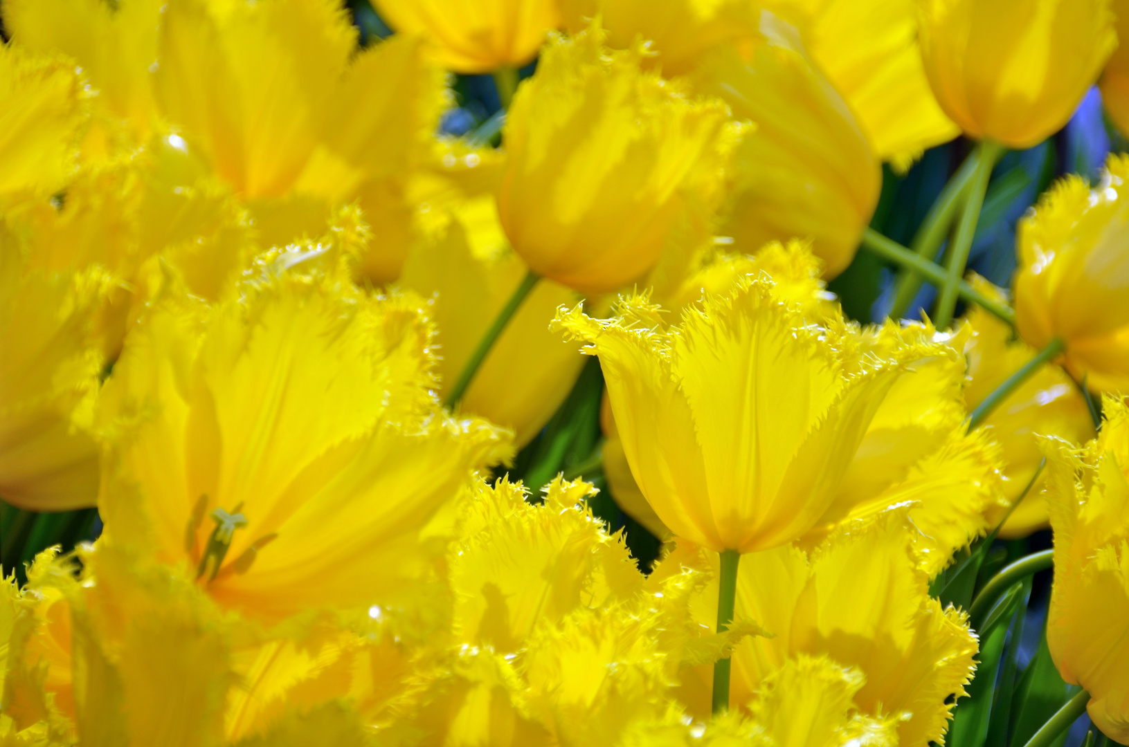 Tulpenvielfalt Foto & Bild | fotos, flowers, tulpen Bilder auf fotocommunity