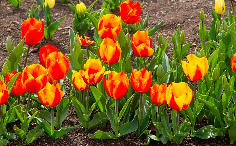 Tulpenzeit Foto & Bild | pflanzen, pilze & flechten, blüten- & kleinpflanzen, wildpflanzen ...