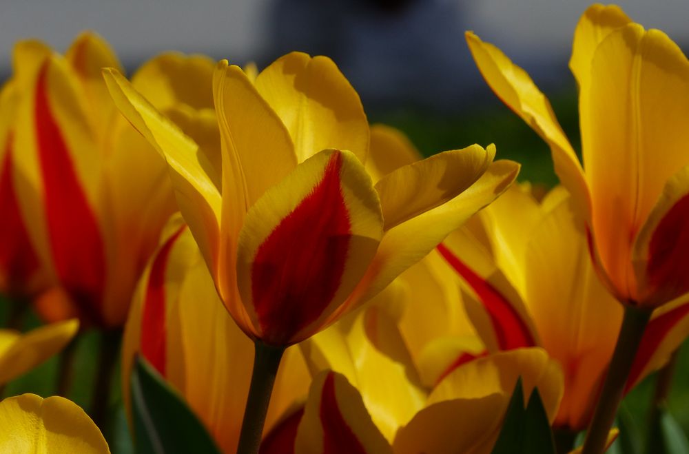 Tulpenzeit Foto & Bild | tulpen, frühling, natur Bilder auf fotocommunity
