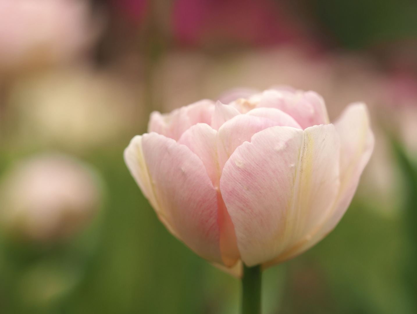 Tulpenzeit.... Foto & Bild | flower, wiese, tulpen Bilder auf fotocommunity
