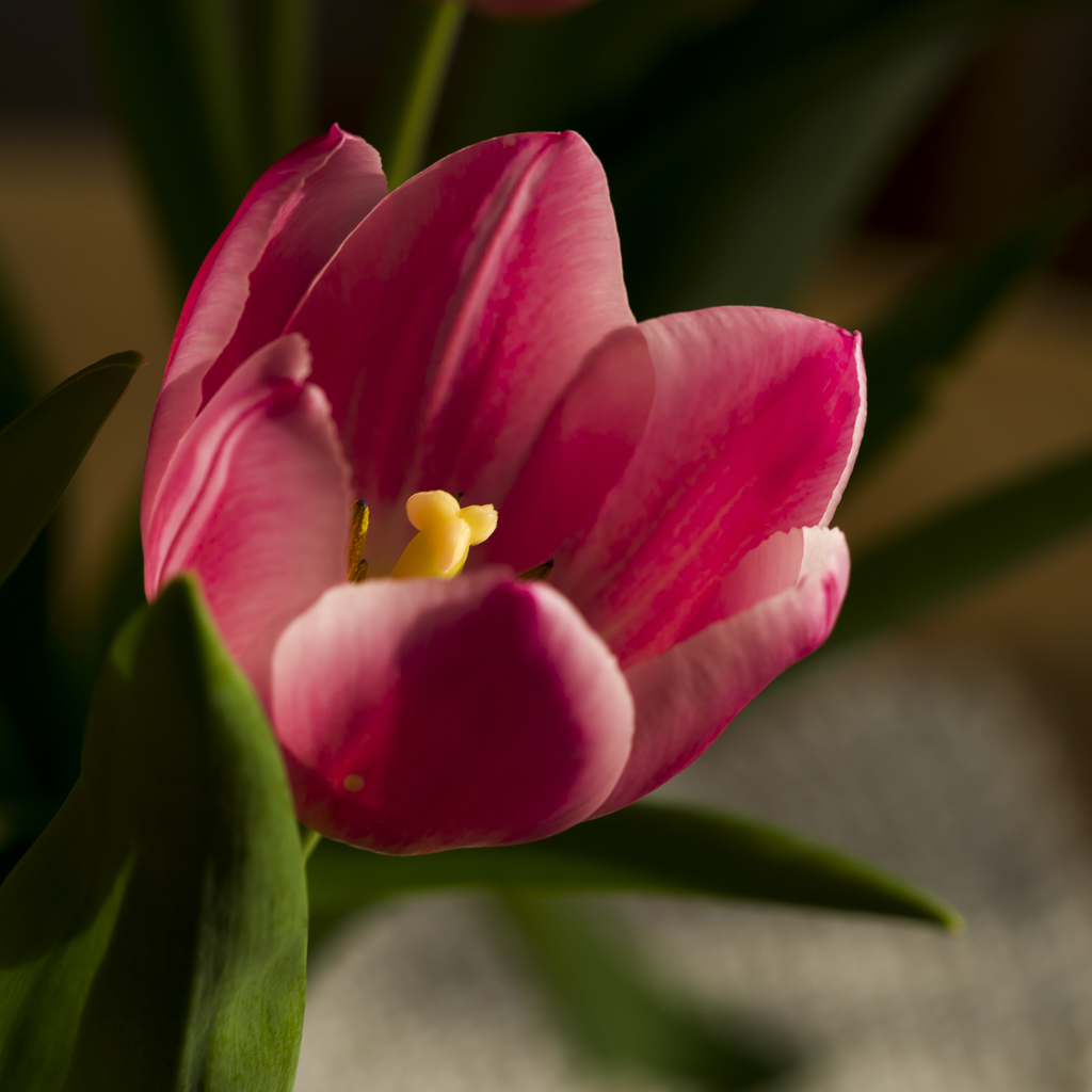 Tulpenzeit! Foto & Bild | rot, makro, tulpen Bilder auf fotocommunity