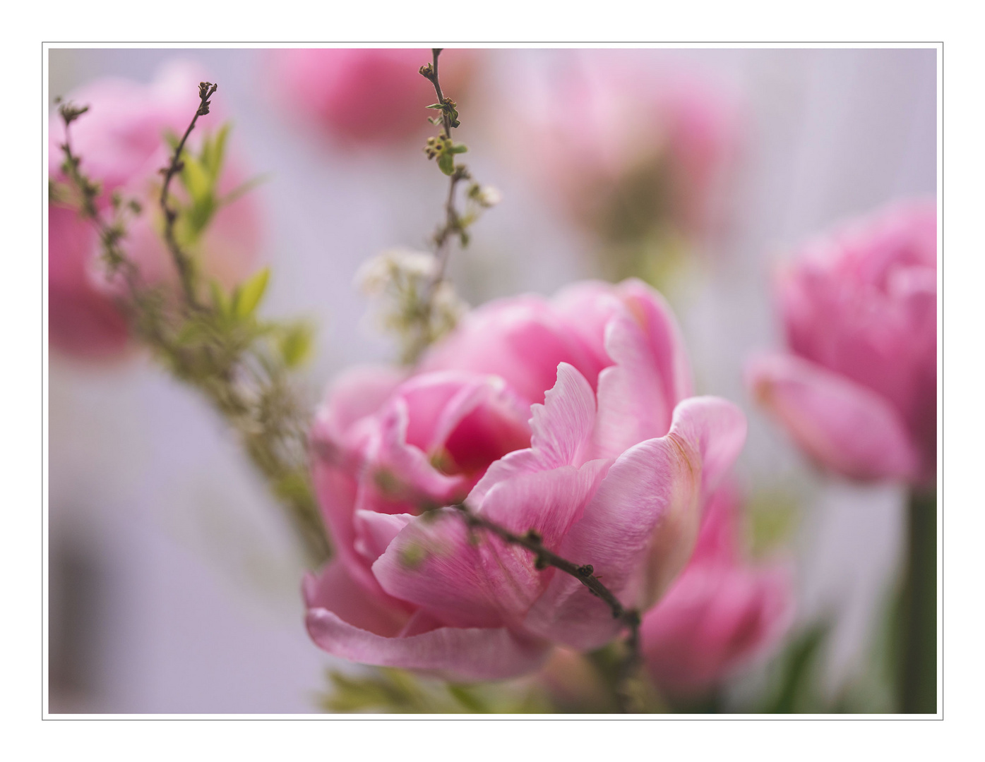 Tulpenzeit Foto & Bild | tulpen, frühling, natur Bilder auf fotocommunity