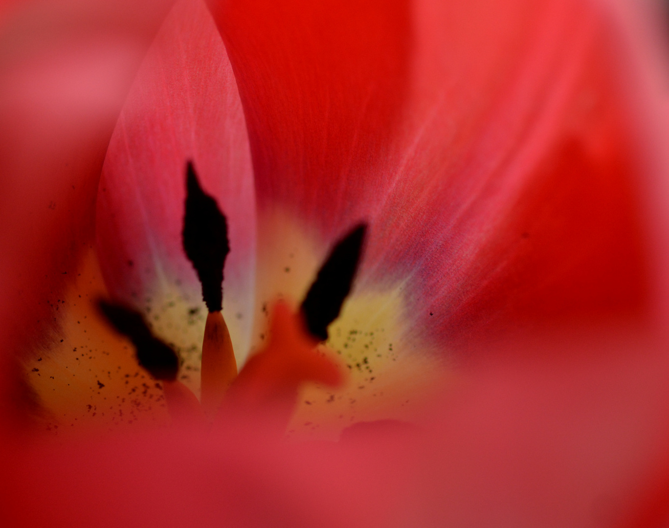 tulpenzeit Foto & Bild | jahreszeiten, frühling, tulpen Bilder auf fotocommunity