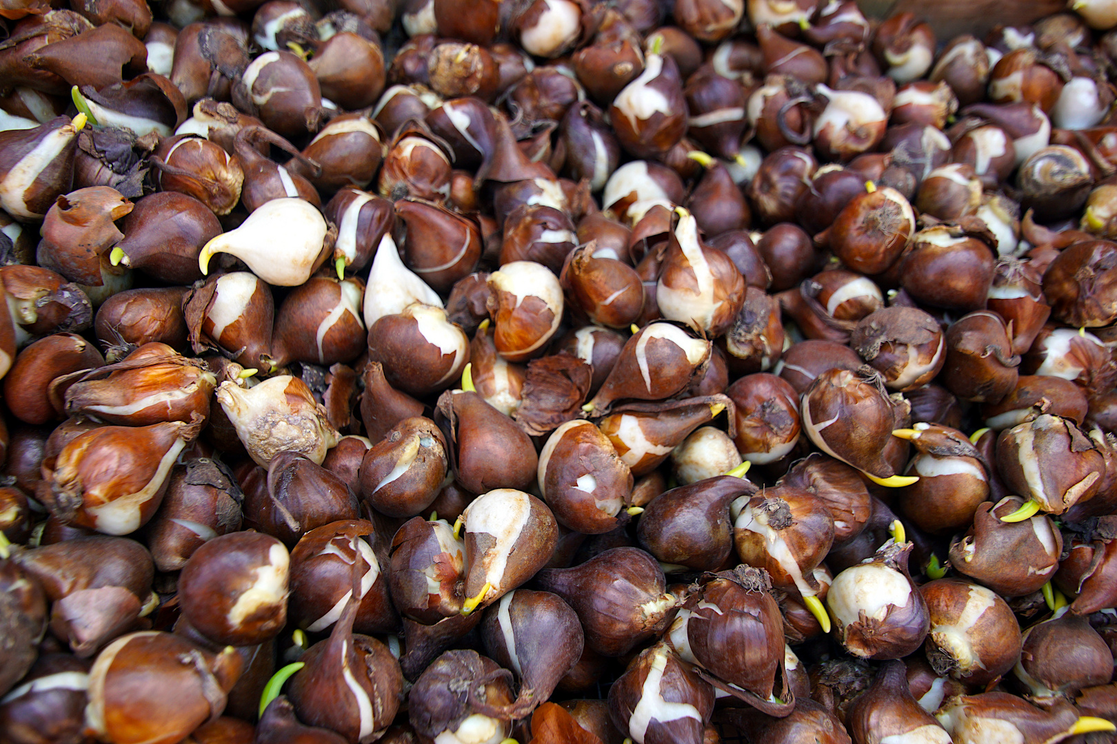 Tulpenzwiebeln bis zum Abwinken Foto & Bild | deutschland, europe ...