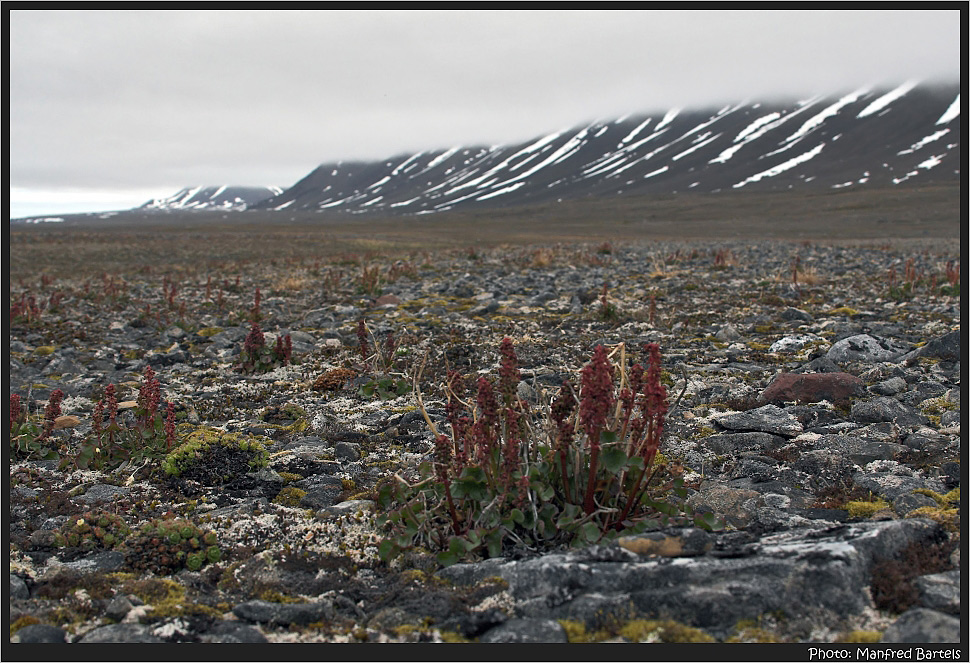 Tundra.... Foto & Bild | europe, scandinavia, norway Bilder auf ...