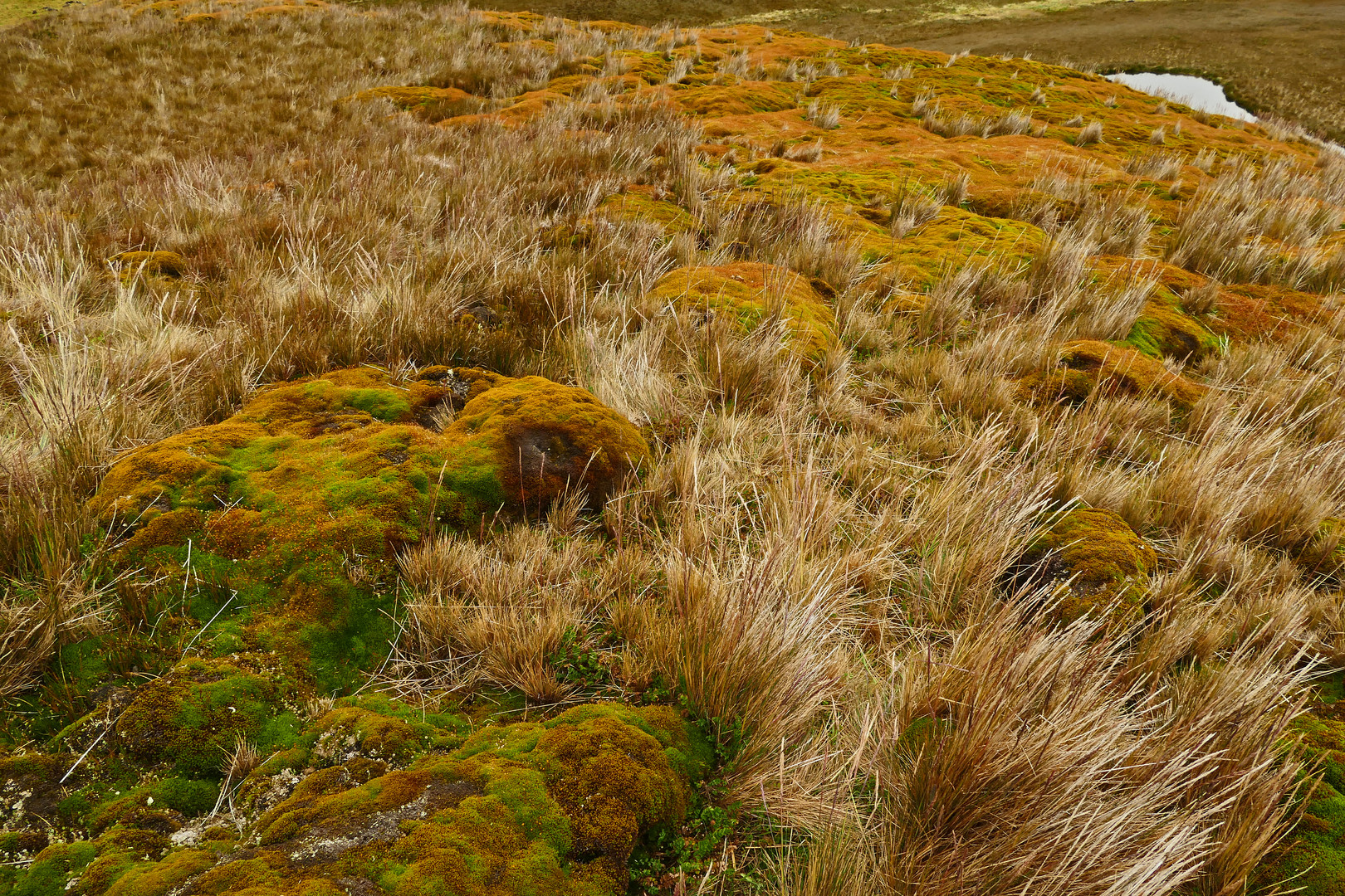 Tundra Vegetation Foto & Bild | fotos, world, lost places Bilder auf ...