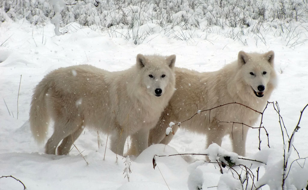 Tundrawölfe im Wildpark Klein-Auheim Foto & Bild | natur, zoo, tiere ...