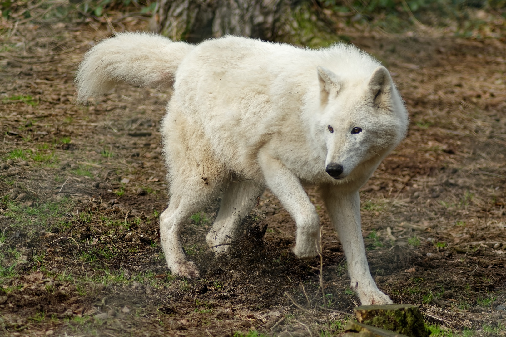 Tundrawolf Foto & Bild | tiere, zoo, wildpark & falknerei, säugetiere ...