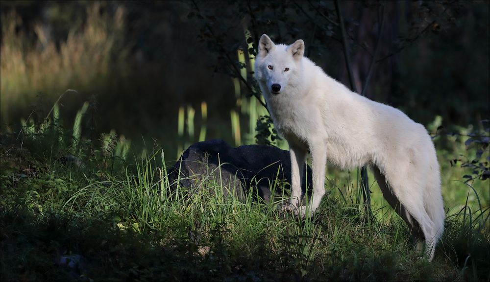 Tundrawolf Foto & Bild | natur, wolf, tiere Bilder auf fotocommunity