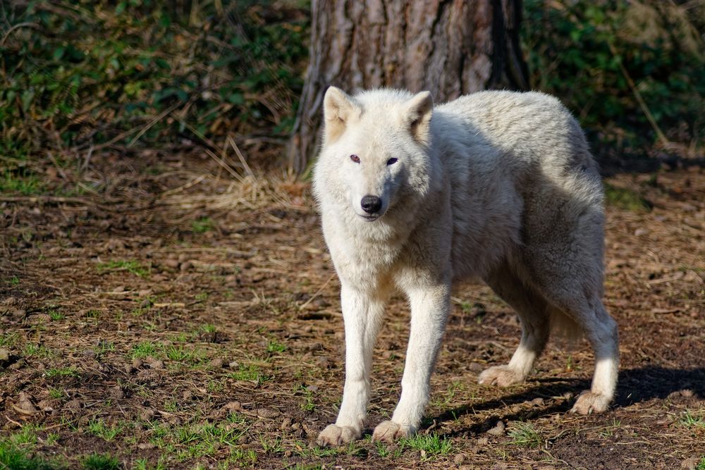 Tundrawolf Foto & Bild | tiere, zoo, wildpark & falknerei, säugetiere ...