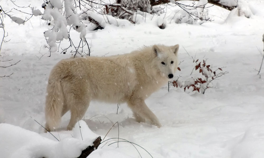 Tundrawolf im Wildpark Klein-Auheim II Foto & Bild | natur, tiere ...