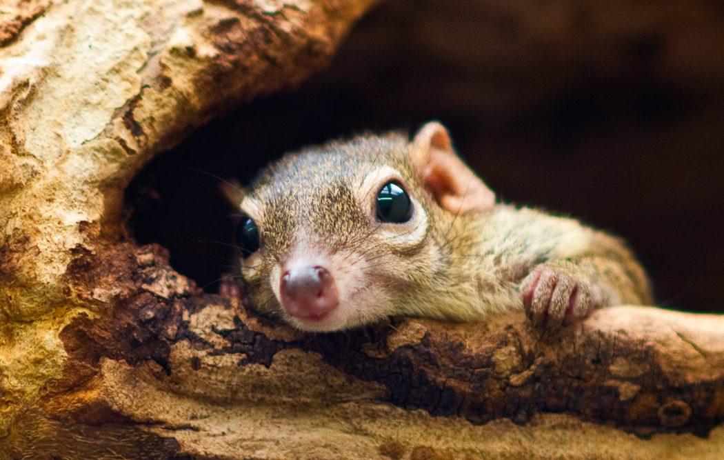 Tupaja bei der Ausschau Foto & Bild | tiere, zoo, wildpark & falknerei ...