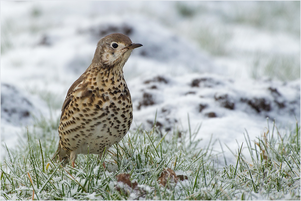 Turdus viscivorus Foto & Bild | tiere, wildlife, wild lebende vögel ...
