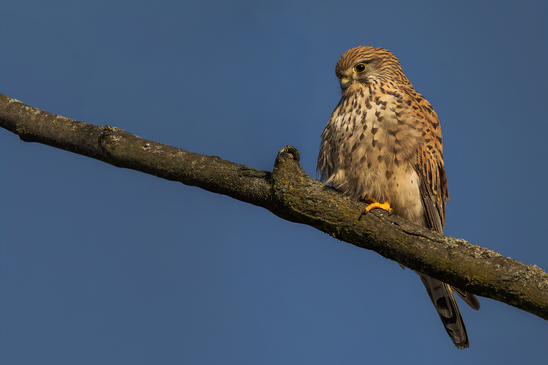 Turmfalke (Falco tinnunculus) Foto & Bild | natur, tiere, vögel Bilder ...