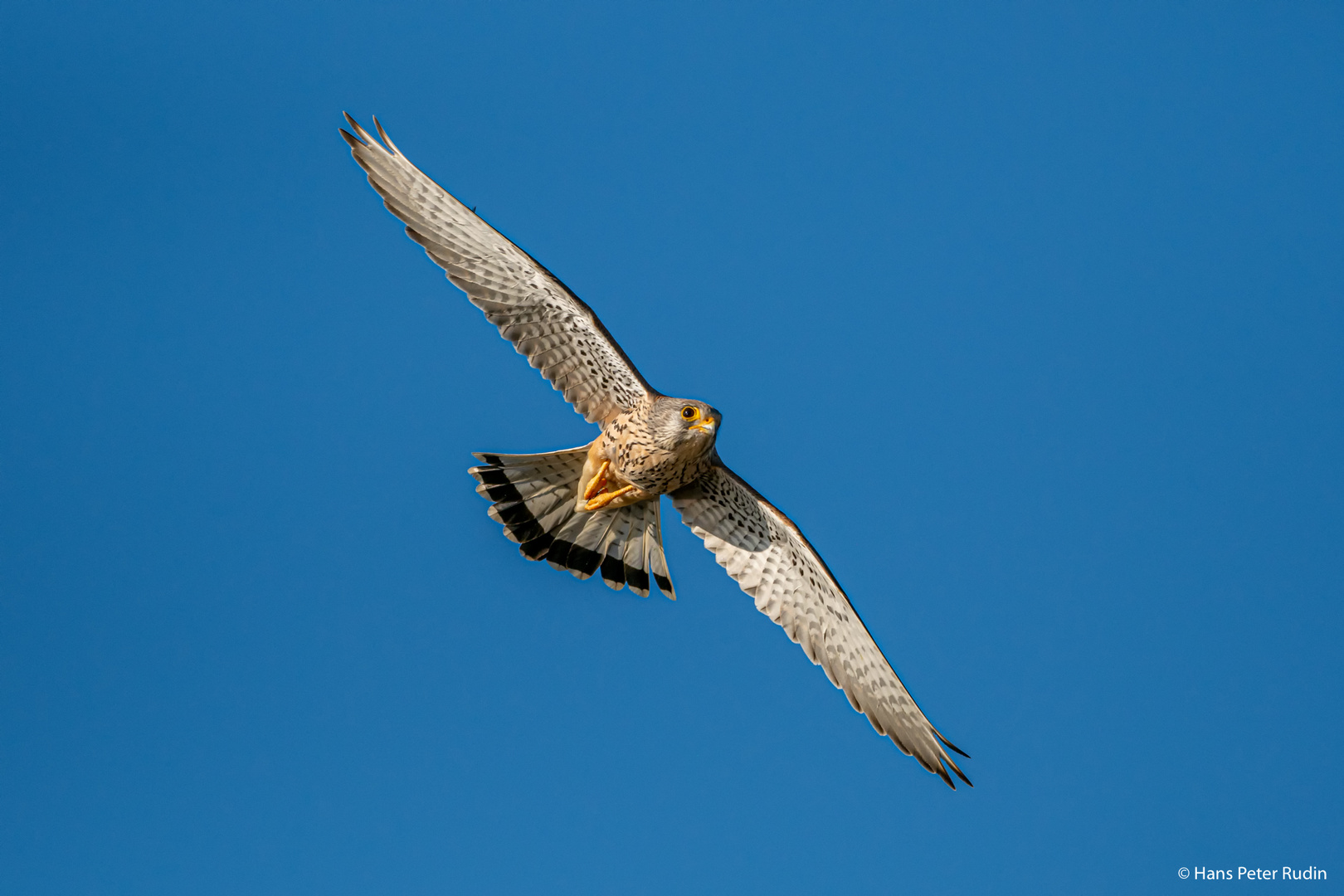 Turmfalke im Flug Foto & Bild | tiere, wildlife, wild lebende vögel ...