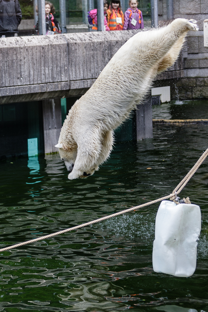 Turmspringen im Eisbärgehege Foto & Bild | tiere, zoo, wildpark ...