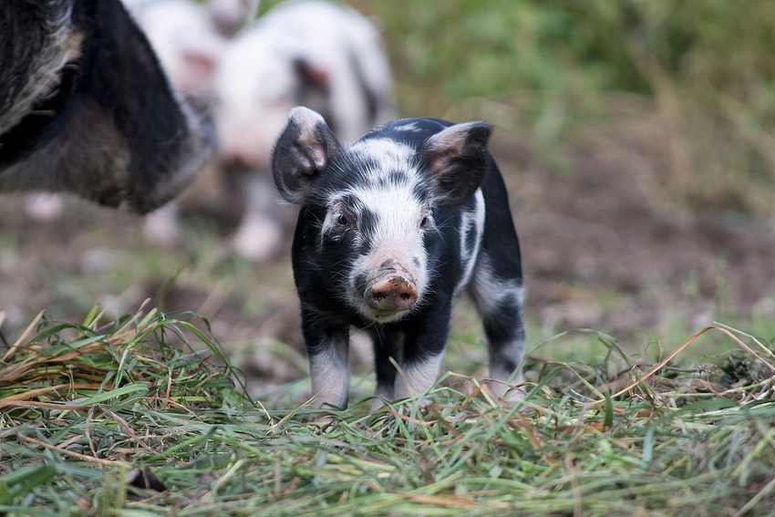 Turopolje Ferkel Foto & Bild | tiere, haustiere, nutztiere Bilder auf ...
