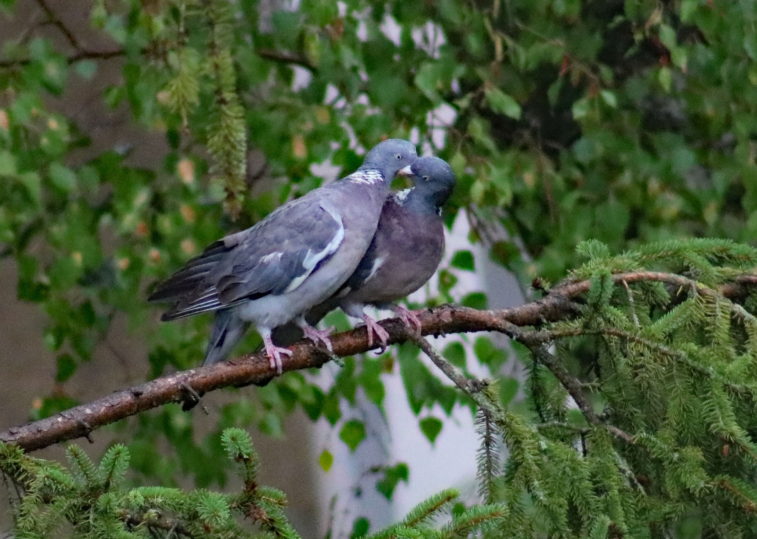 Turtelnde Tauben Foto & Bild | natur, tiere, wildlife Bilder auf ...