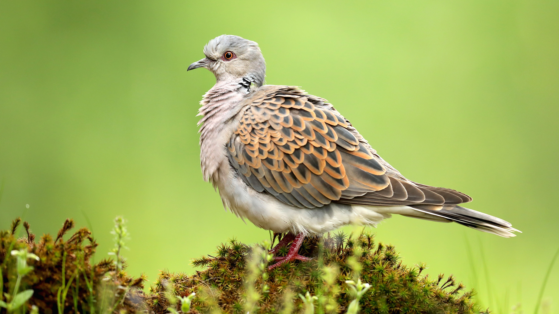 TURTELTAUBE ... Foto & Bild | tiere, wildlife, wild lebende vögel ...