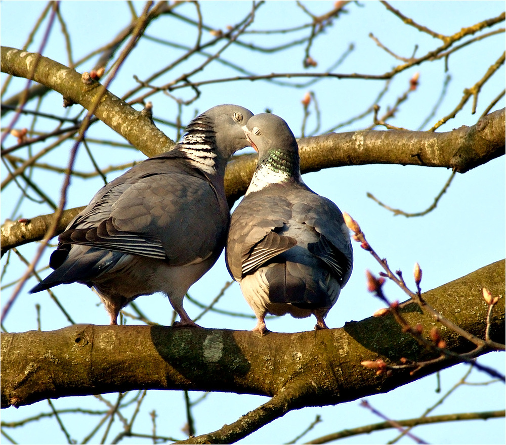 Turteltauben Foto & Bild | tiere, wildlife, wild lebende vögel Bilder ...
