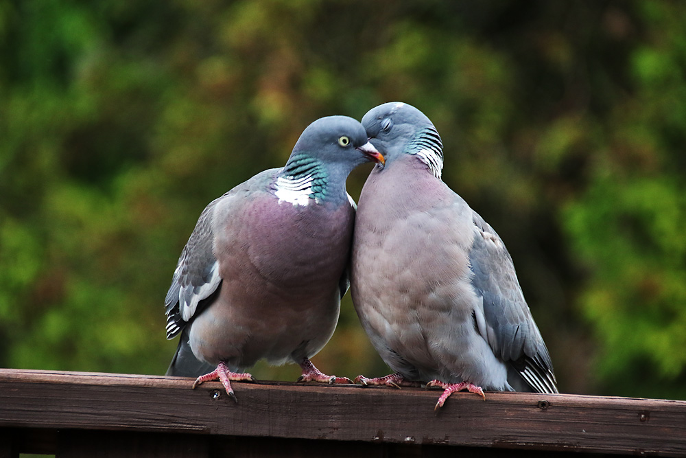 "Turteltauben" Foto & Bild | tiere, wildlife, wild lebende vögel Bilder ...