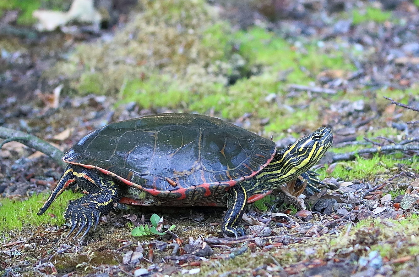 turtle crossing....... Foto & Bild | tiere, natur, pflanzen Bilder auf ...