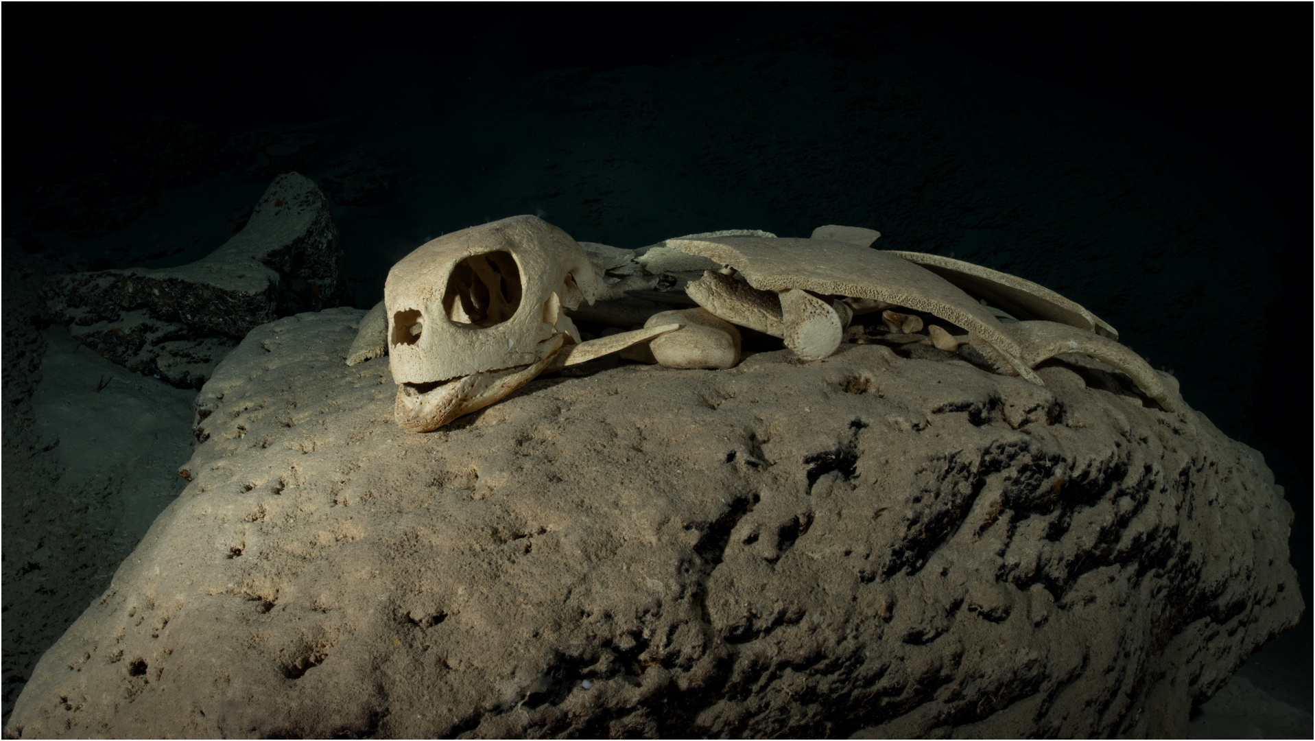 Turtle Tomb IV Foto & Bild | fotos, world, wasser Bilder auf fotocommunity