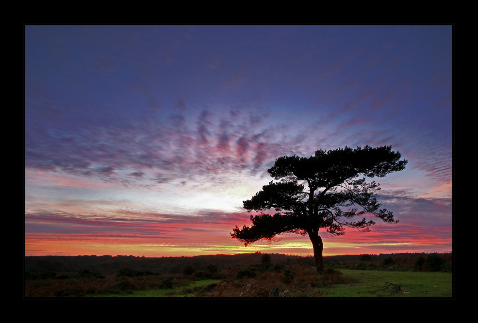 Twilight Tree Foto & Bild | europe, united kingdom & ireland, england ...
