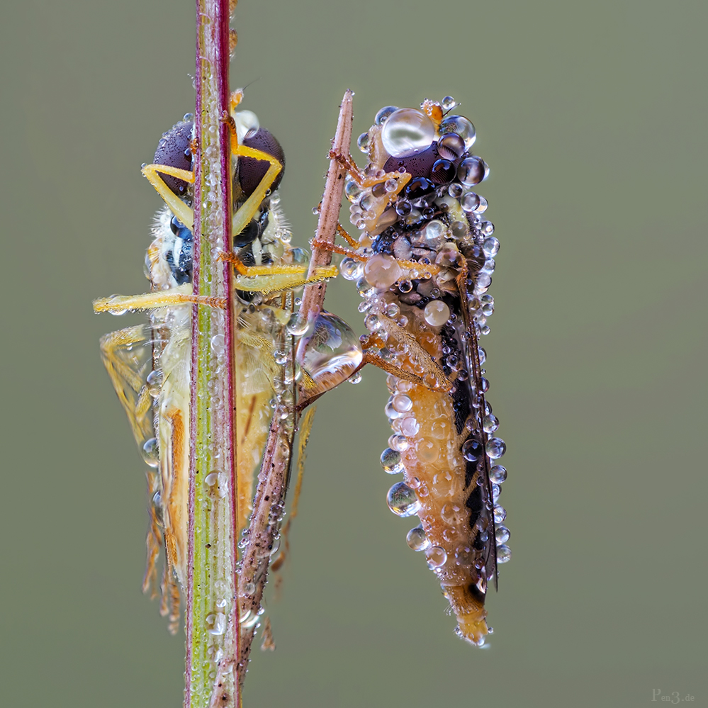 Two....... Foto & Bild | natur, fliegen, beine Bilder auf fotocommunity