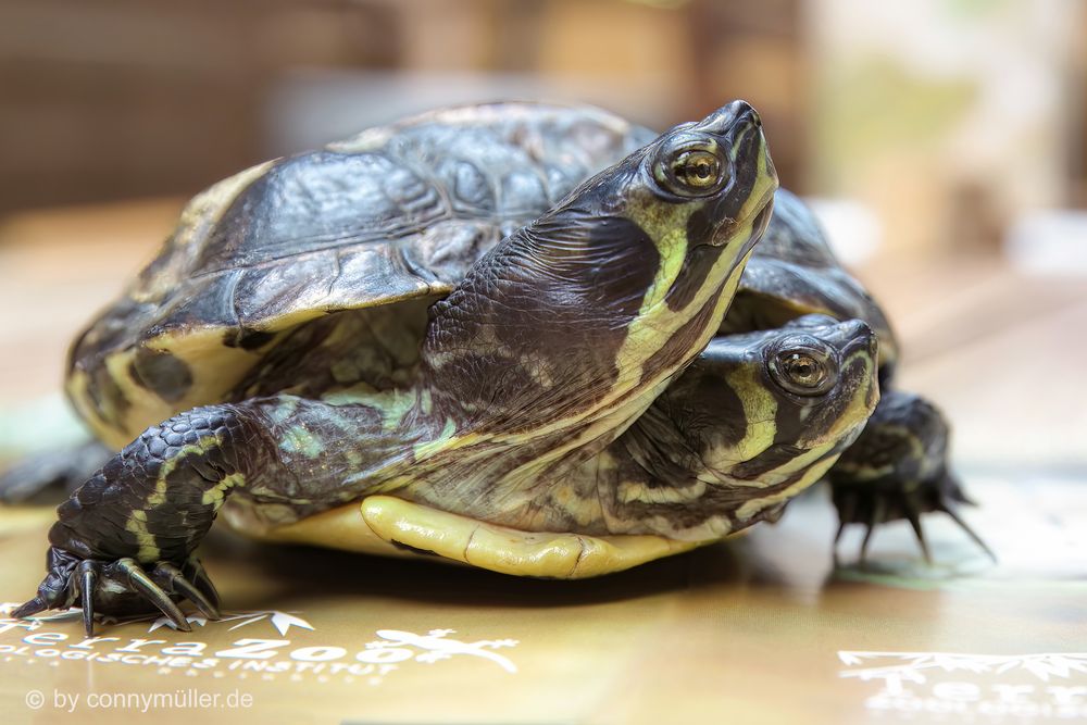 Two Heads Turtle Foto & Bild | rheinberg, terrazoo, doppelköpfige ...
